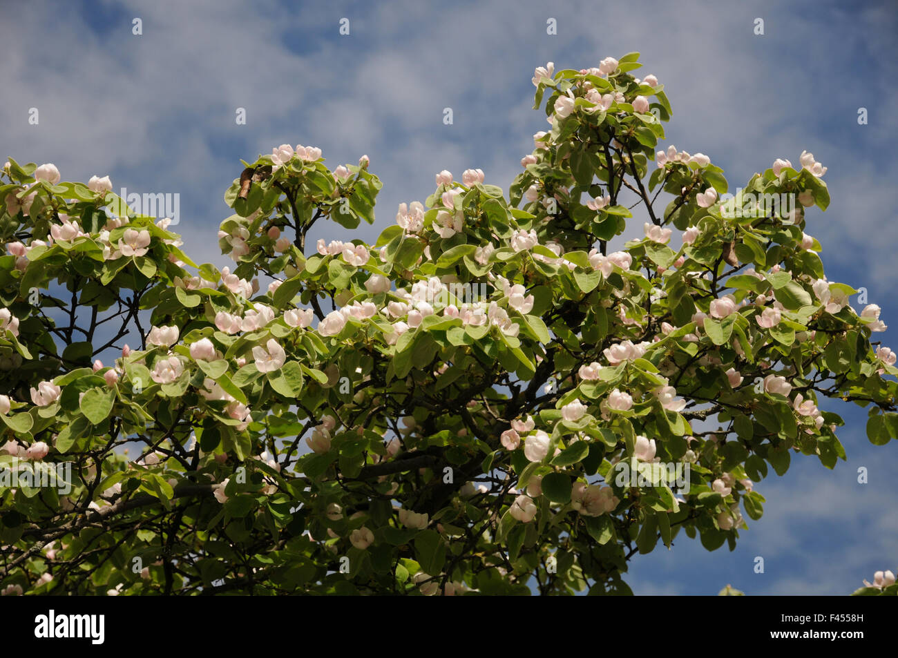 Quitte ernte hi-res stock photography and images - Alamy