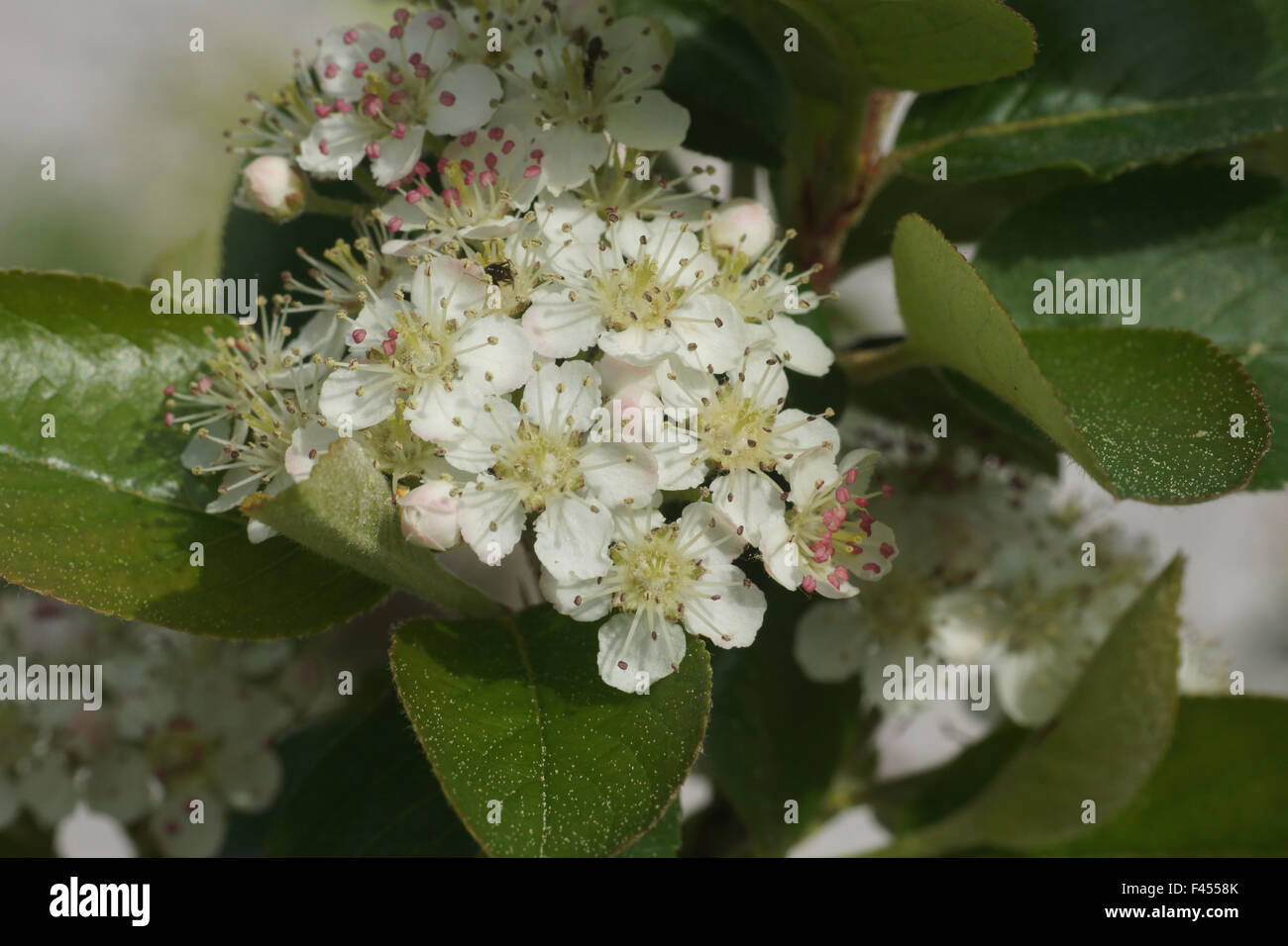 Aronia plants hi-res stock photography and images - Alamy
