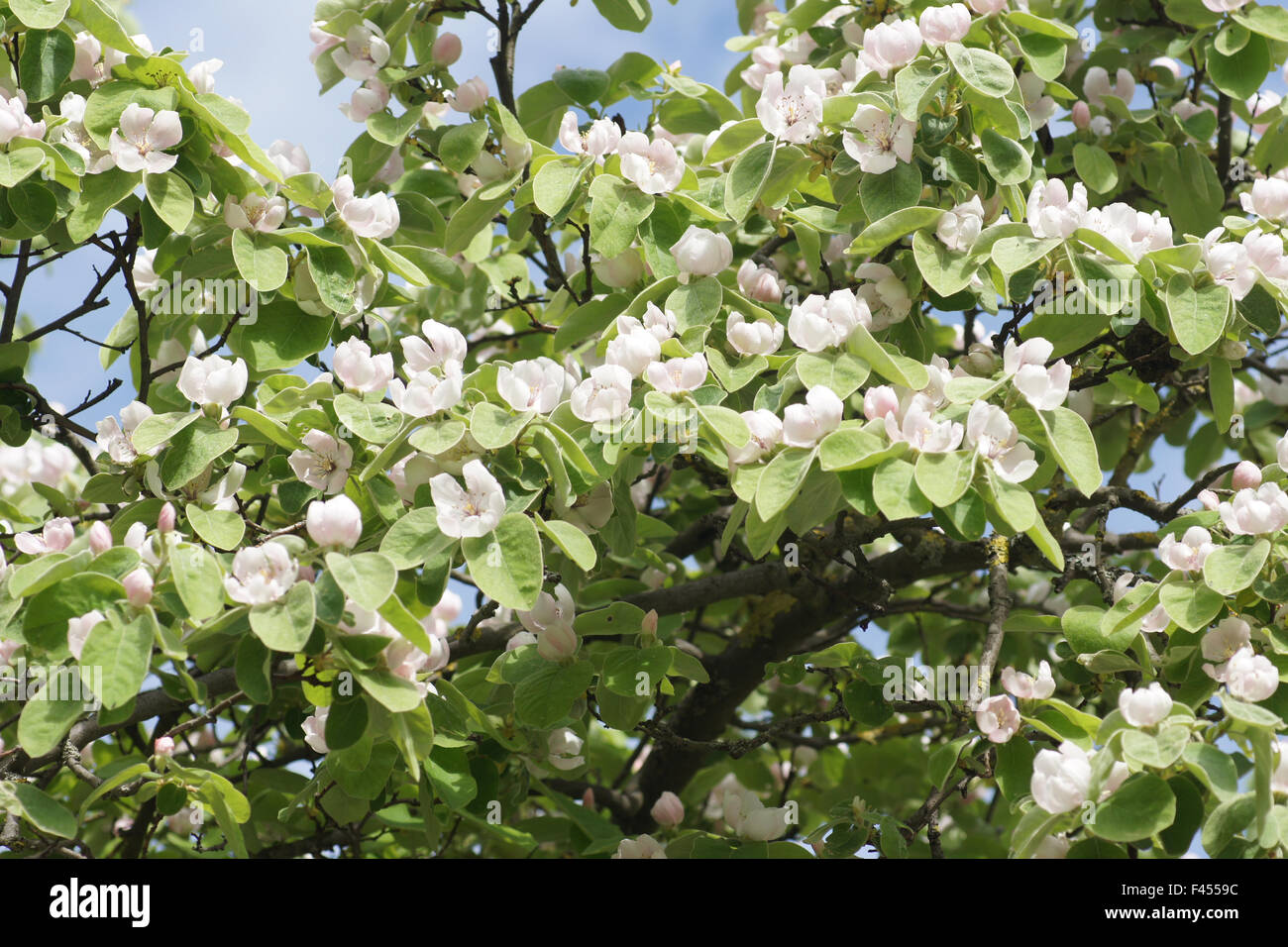 Quince tree trunk hi-res stock photography and images - Alamy