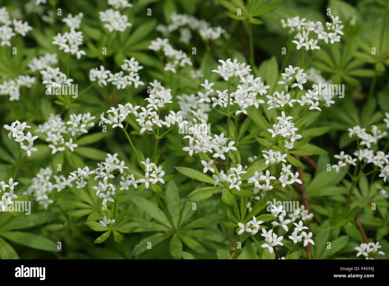 Woodruff hi-res stock photography and images - Alamy