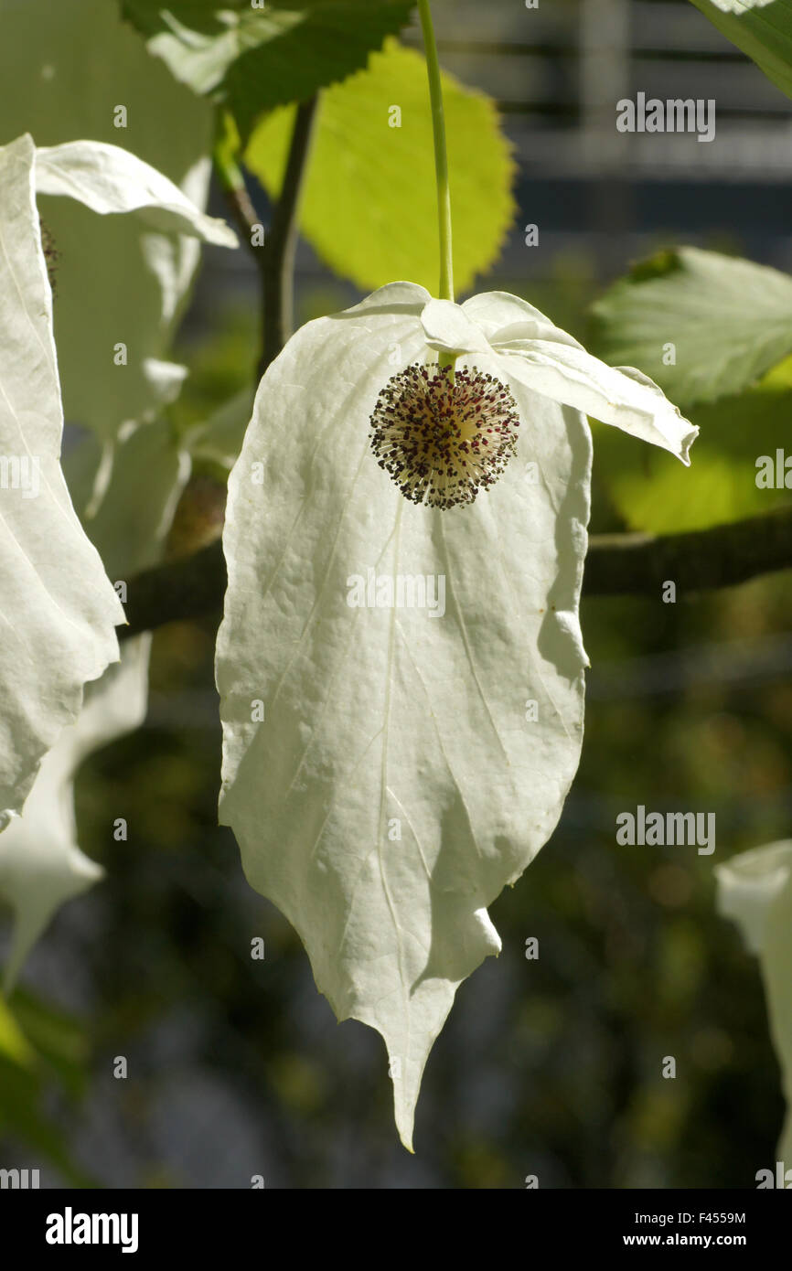 Handkerchief hi-res stock photography and images - Alamy