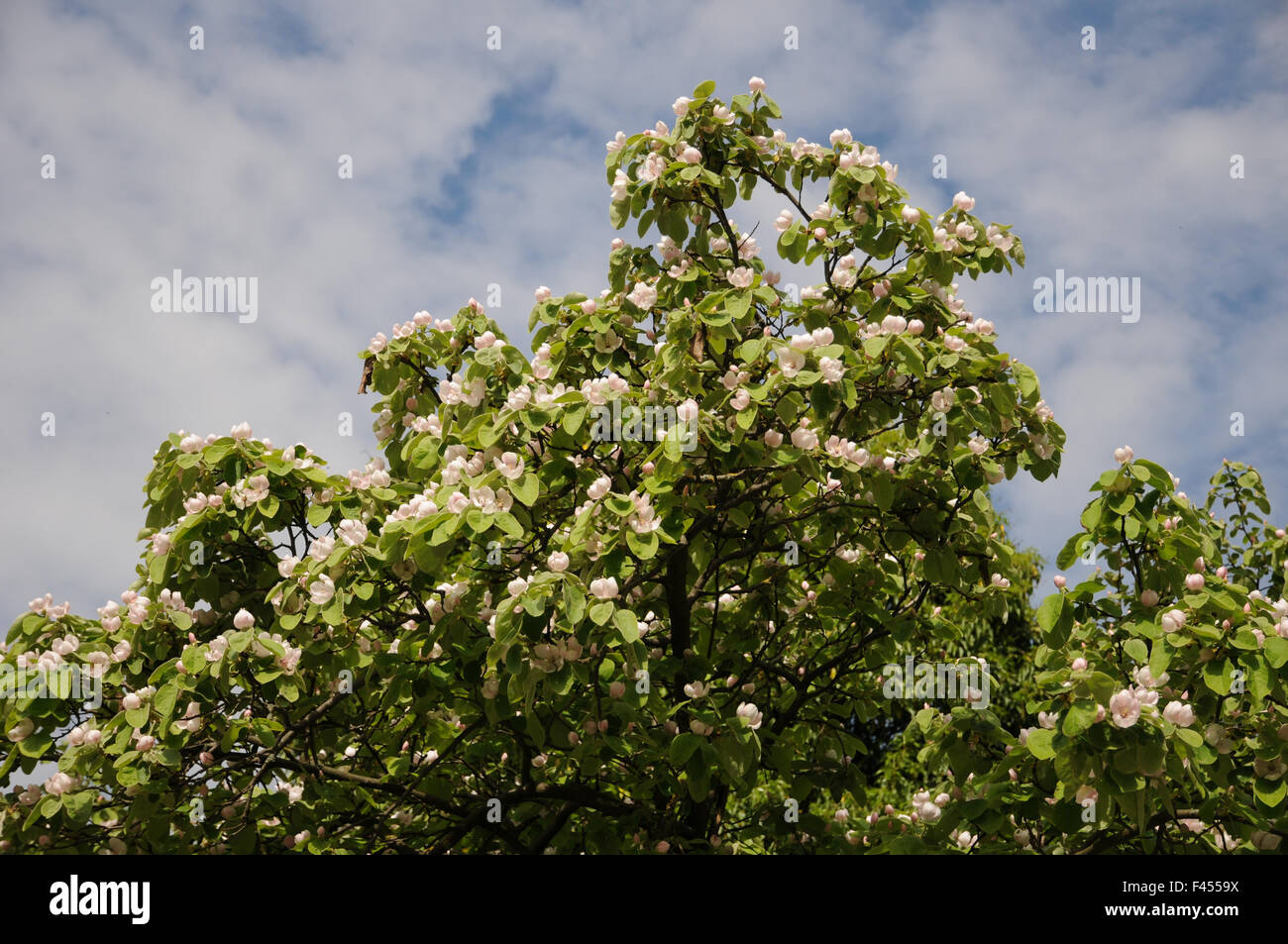 Quince tree trunk hi-res stock photography and images - Alamy