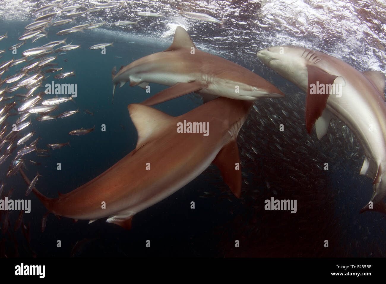 Bronze whaler sharks (Carcharhinus brachyurus) feeding on sardines ...