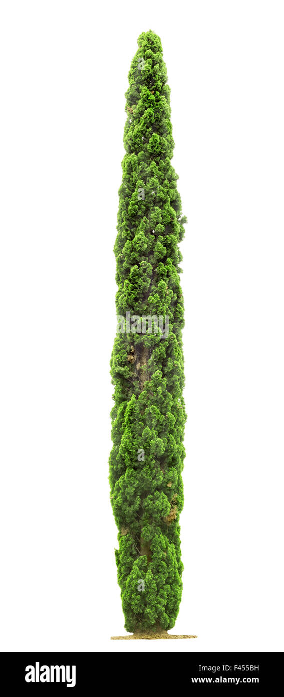White cypress hi-res stock photography and images - Alamy