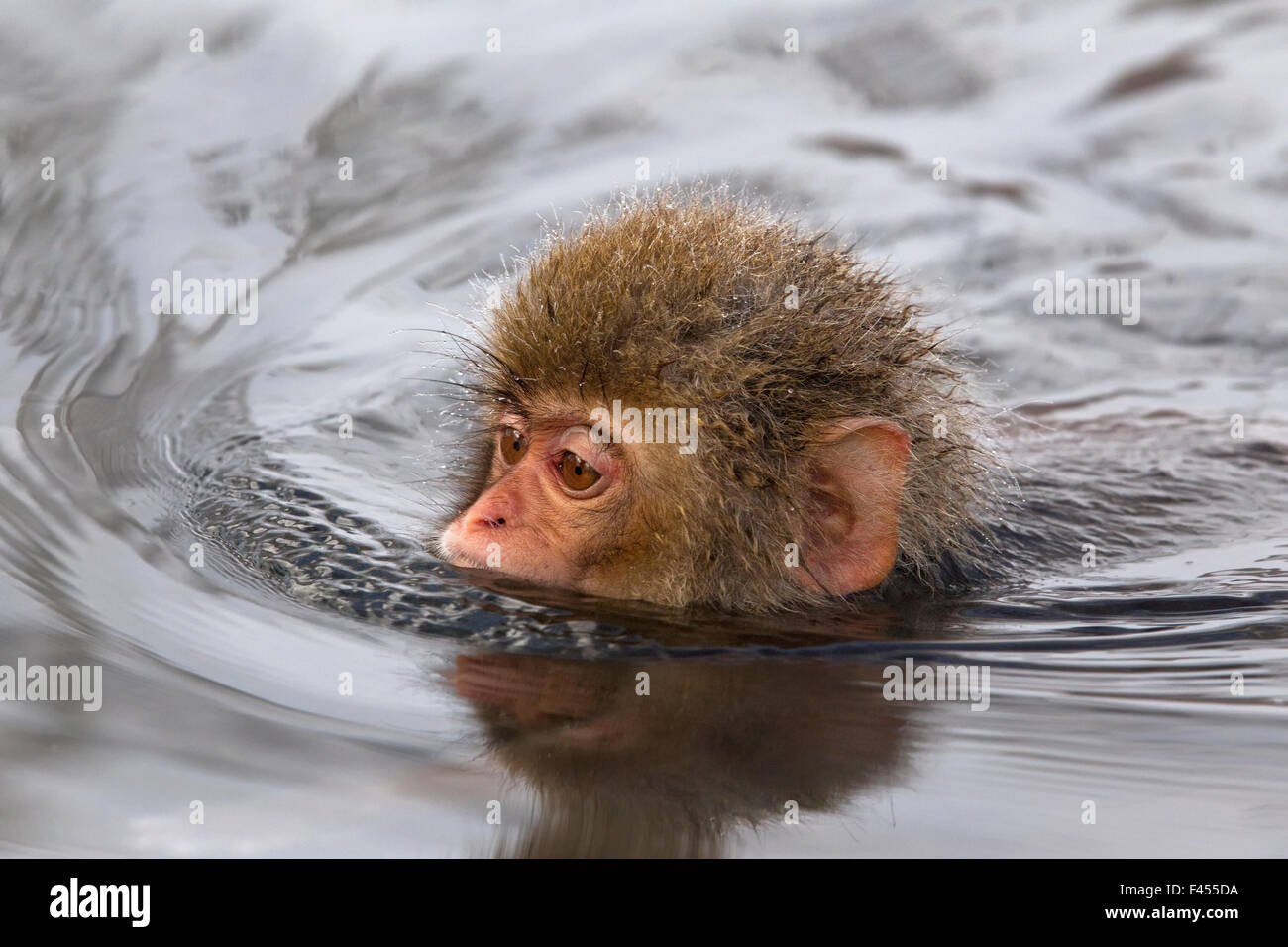 Japanese Macaque (Macaca fuscata) juvenile swimming in hot spring ...