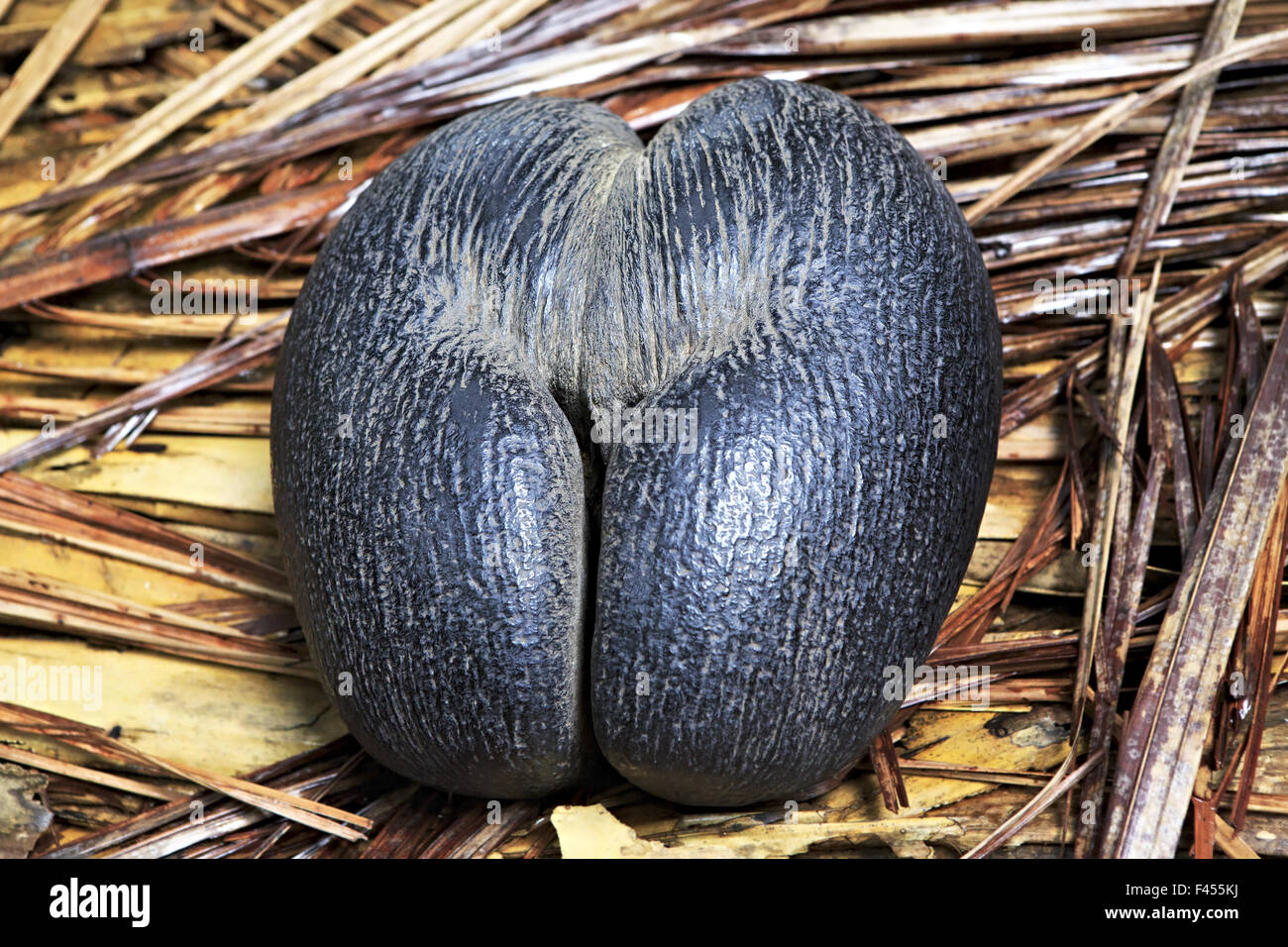 Coco de mer hi-res stock photography and images - Alamy