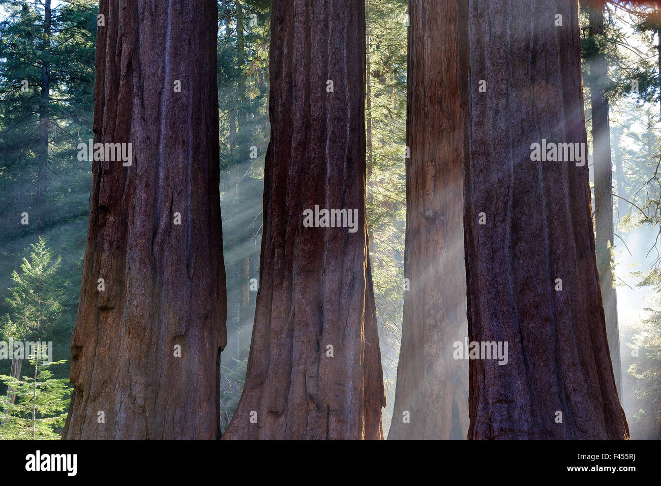 Trunks of giant sequoia trees (Sequoiadendron giganteum) Sequoia ...