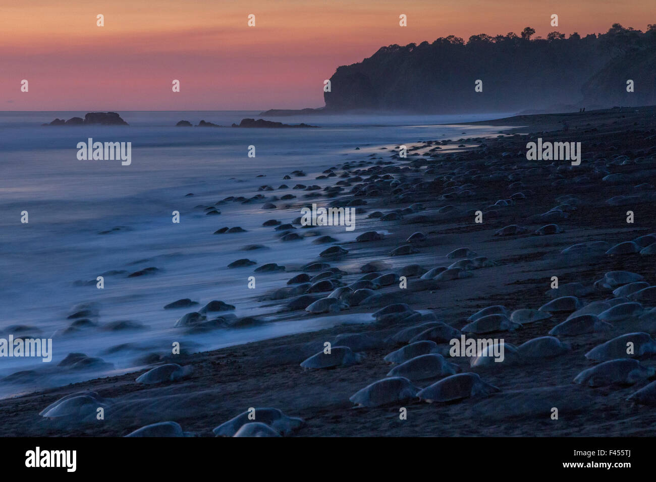 Olive ridley sea turtles hi-res stock photography and images - Alamy