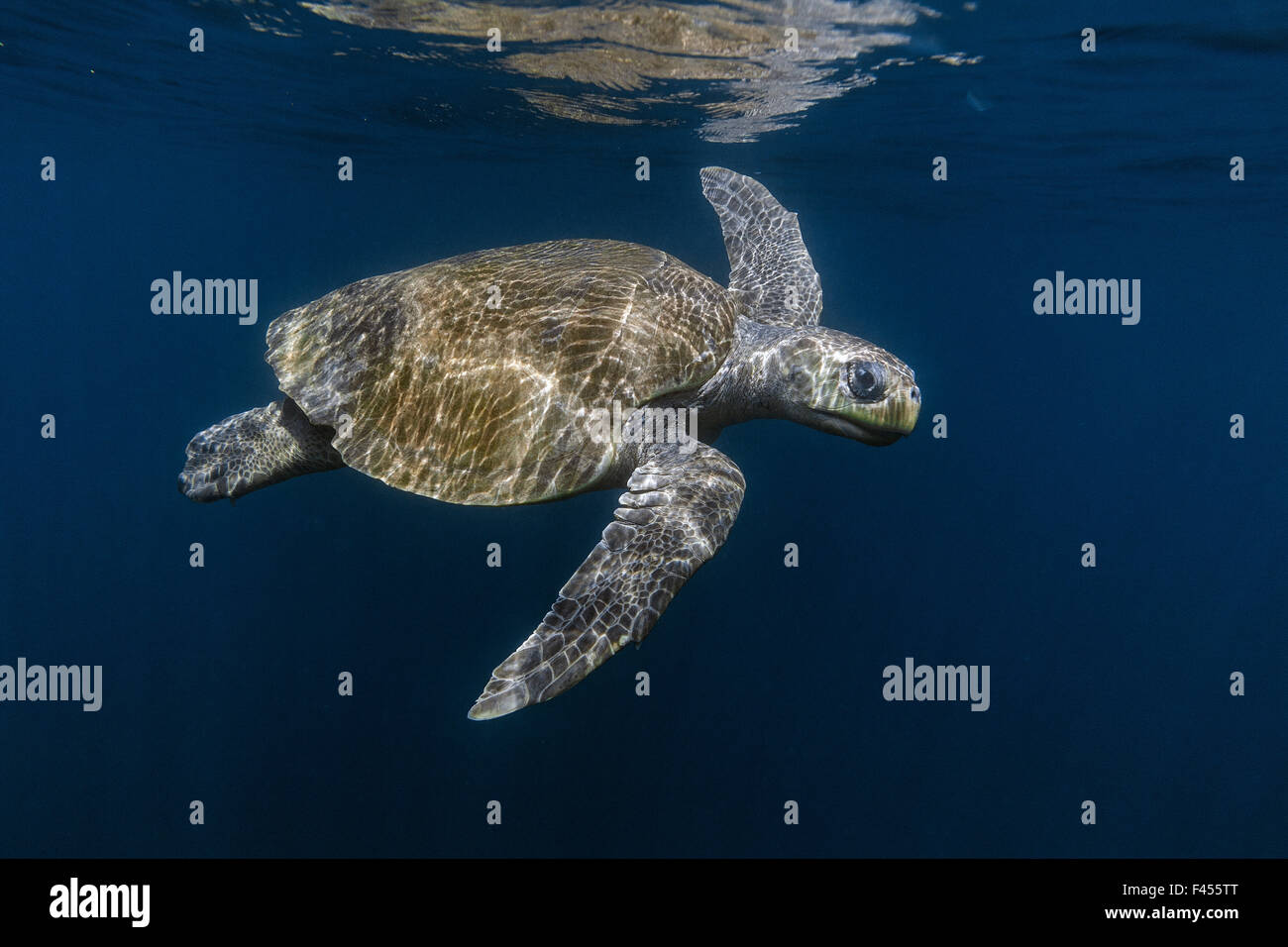 Olive ridley sea turtle (Lepidochelys olivacea) swimming in open ocean ...