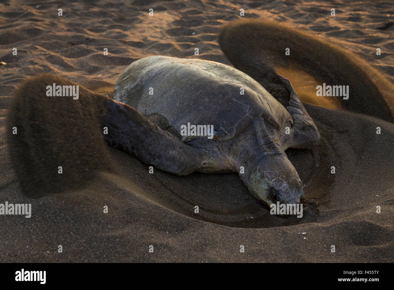 Olive ridley sea turtle (Lepidochelys olivacea) female digging nest on ...