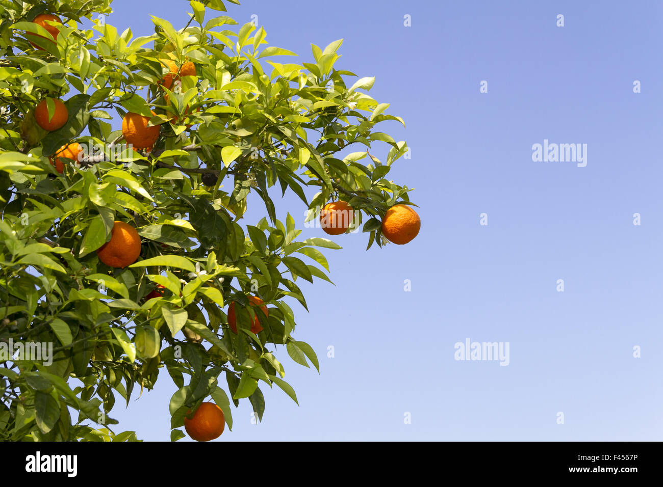 Orangenbaum blatt hi-res stock photography and images - Alamy