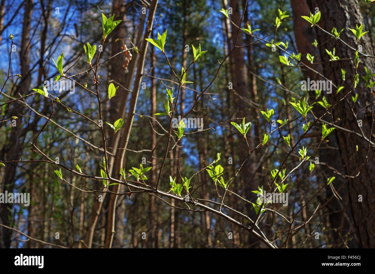 Forest tree branch with new foliage Stock Photo - Alamy