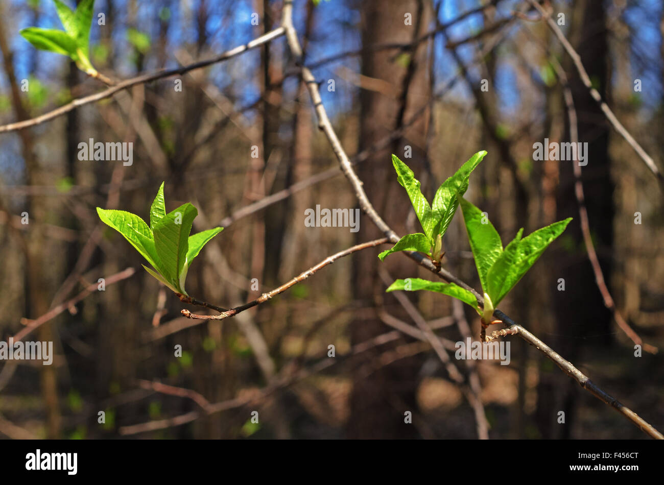 Forest tree branch with new foliage Stock Photo - Alamy