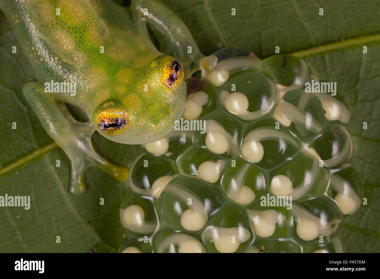 Reticulated Glass Frog (Hyalinobatrachium valerioi) male guarding egg clutch on leaf, Costa Rica ...