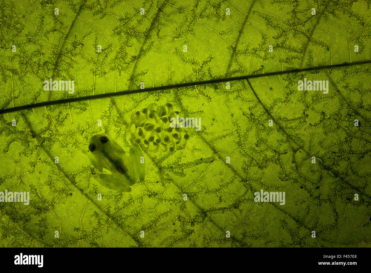 Reticulated Glass Frog (Hyalinobatrachium valerioi) male guarding egg ...