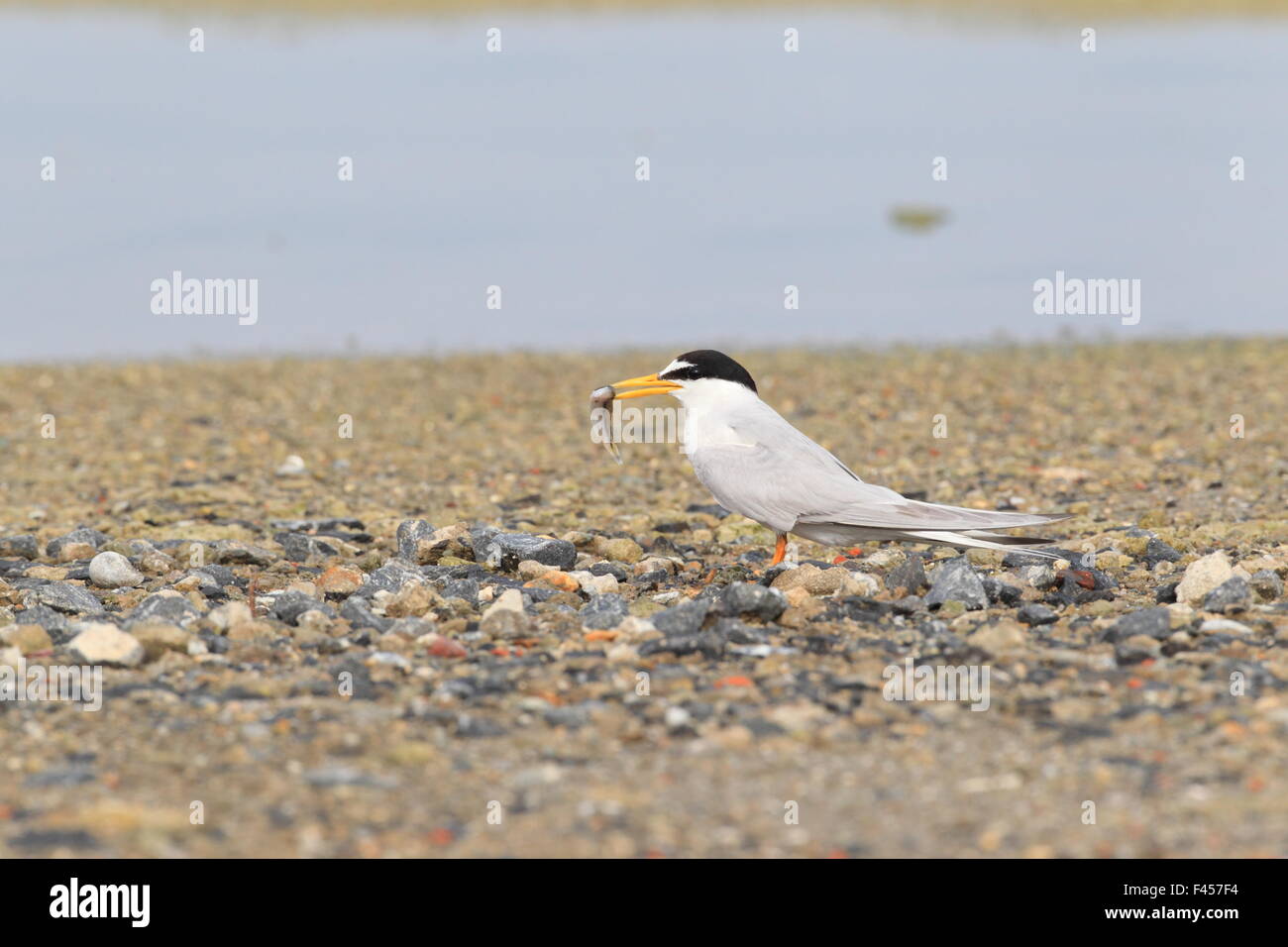 Little Tern (Sterna albifrons) nesting , in Japan Stock Photo - Alamy