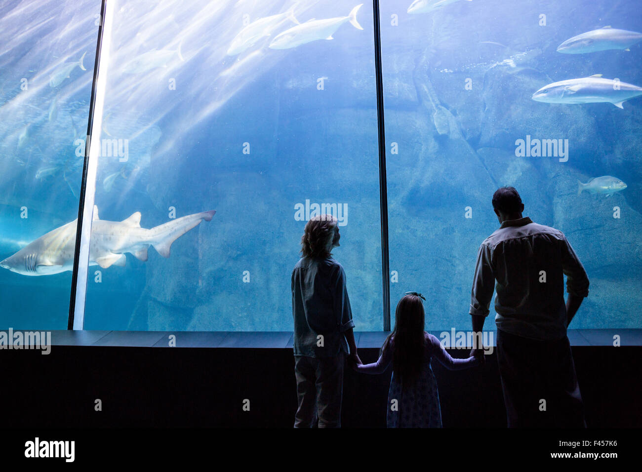 Happy family looking at the fish tank Stock Photo - Alamy