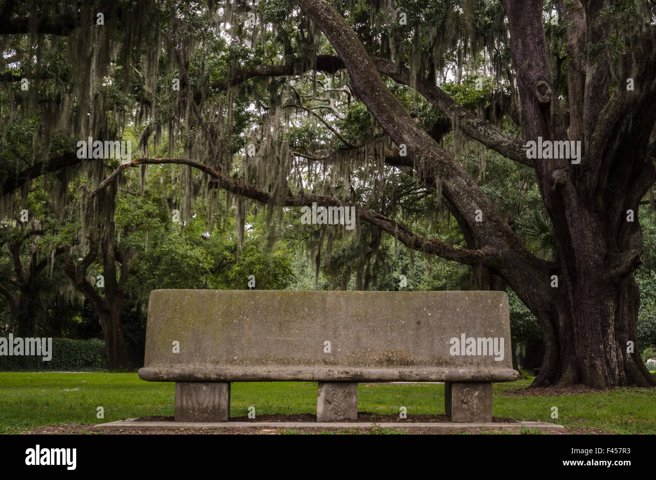 A concrete bench in a grove of large live oak trees covered in spanish ...