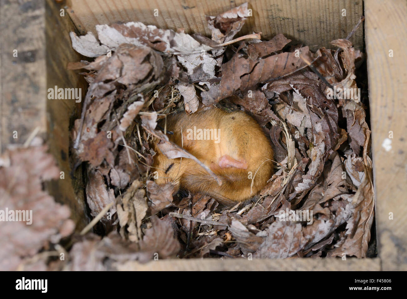 Dormouse uk nest hi-res stock photography and images - Alamy