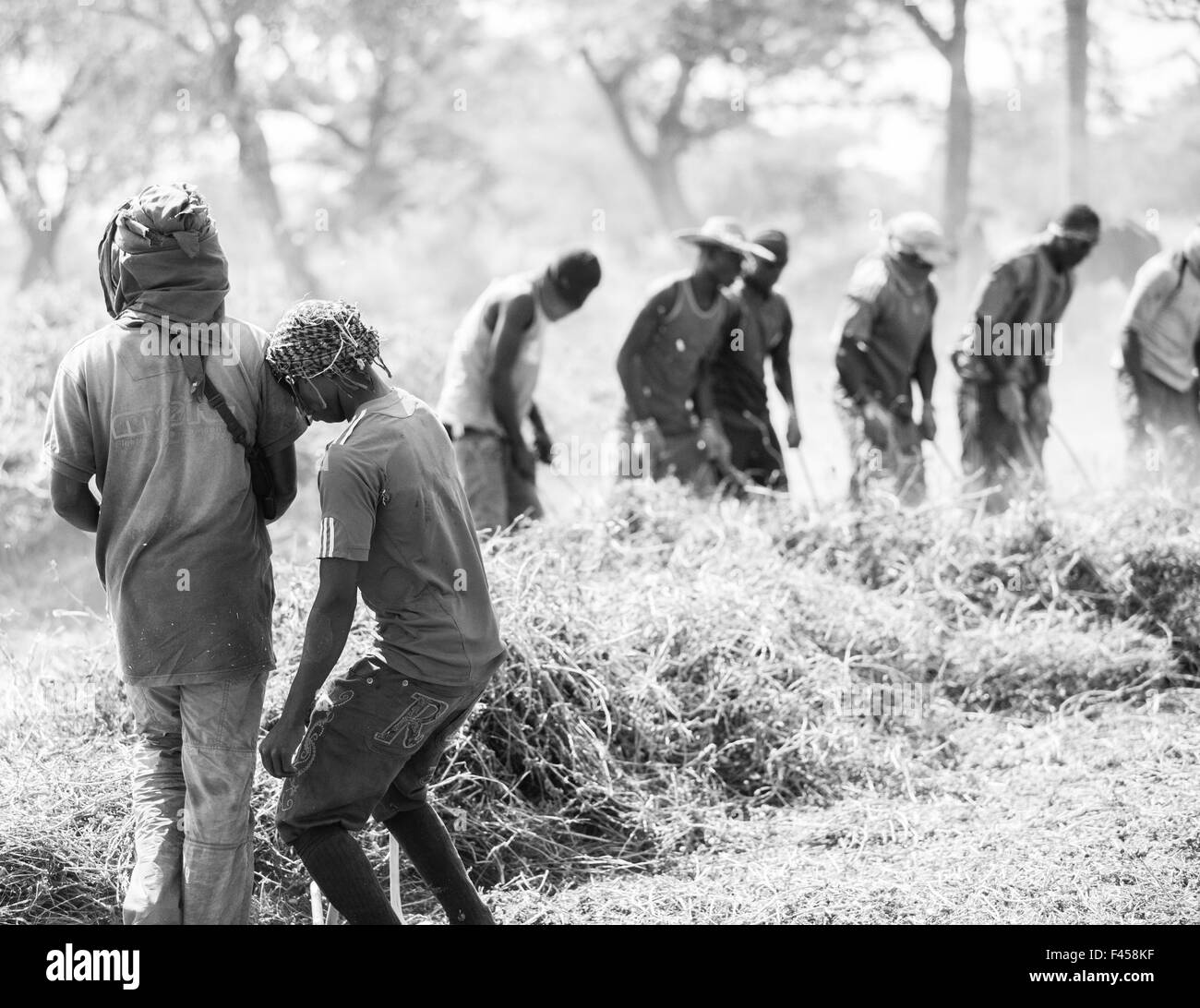 Peanut pickers hi-res stock photography and images - Alamy