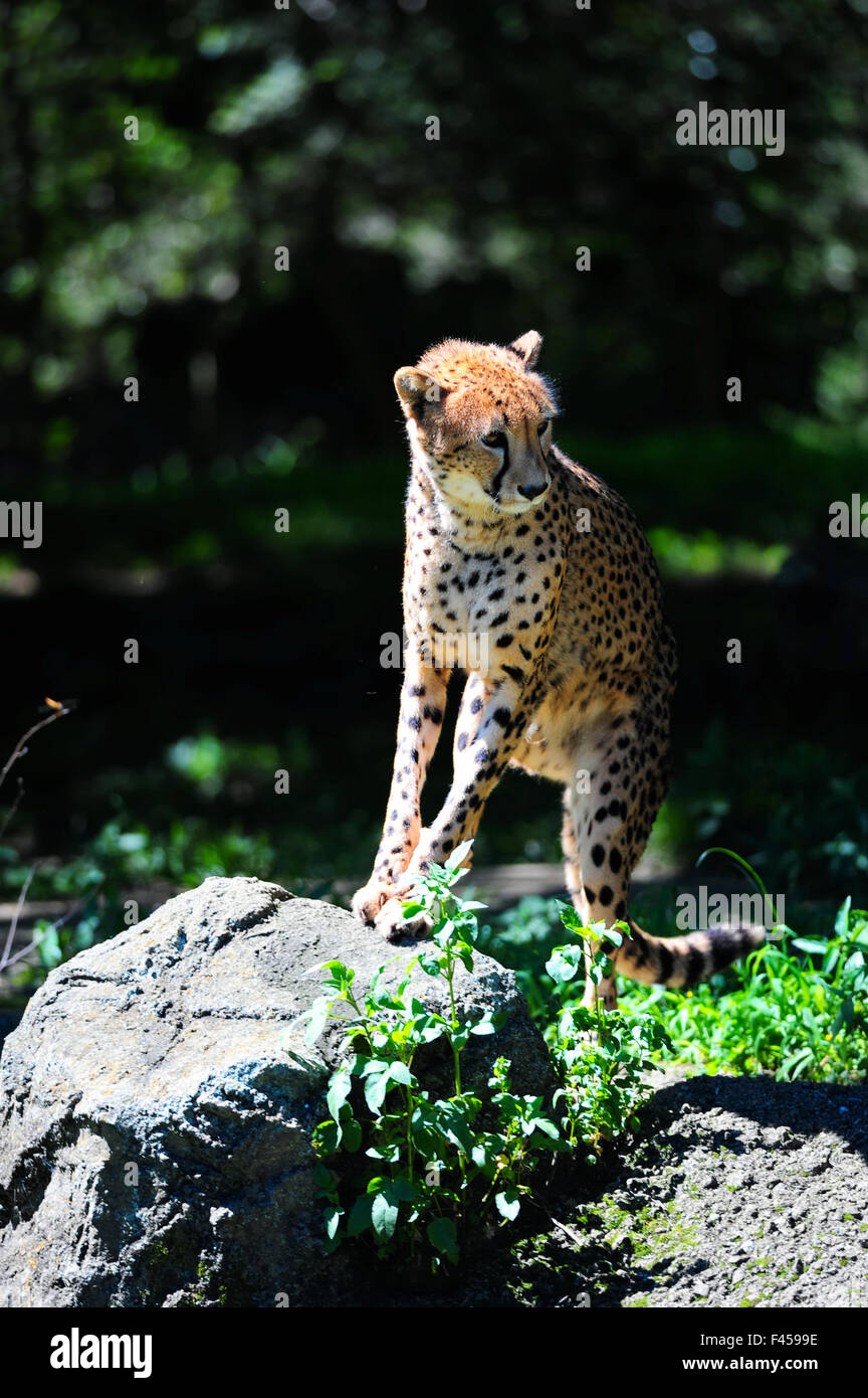 A Cheetah in the forest Stock Photo - Alamy