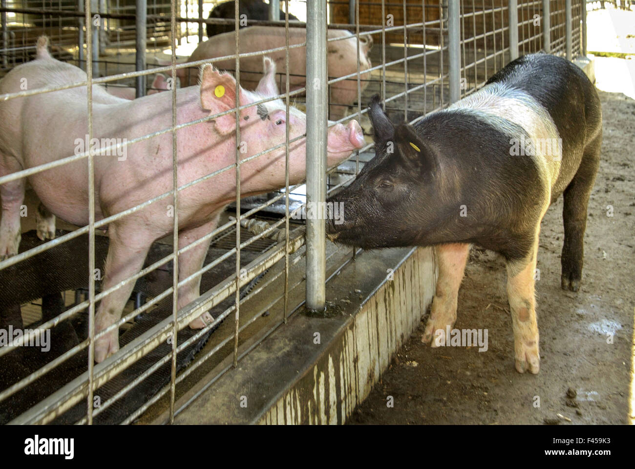 Pigs in a cage hi-res stock photography and images - Alamy