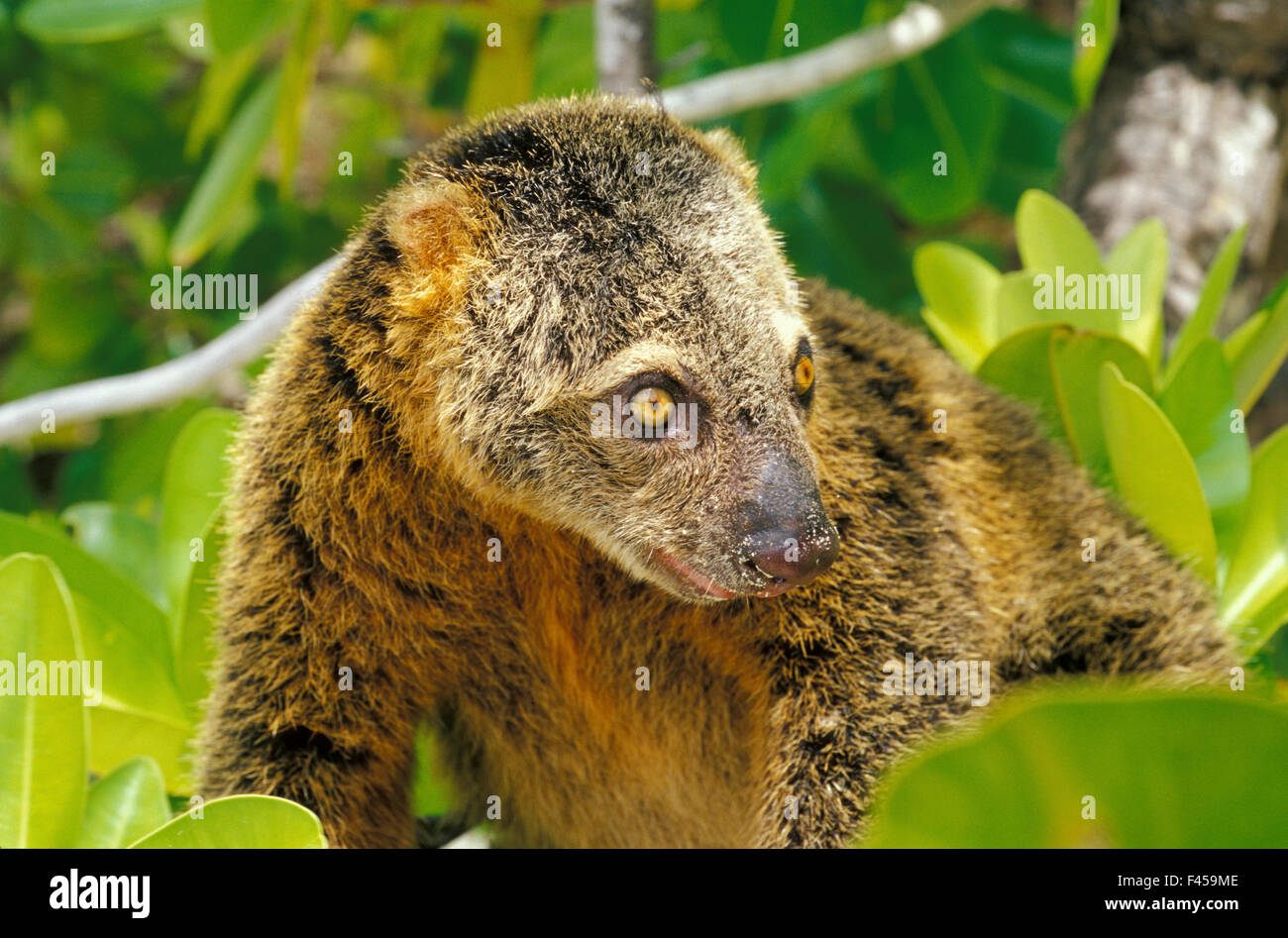 Sulawesi bear cuscus (Ailurops ursinus) Sulawesi, Indonesia. Vulnerable ...