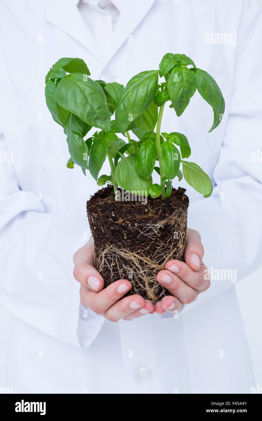 Doctor holing basil plant Stock Photo - Alamy