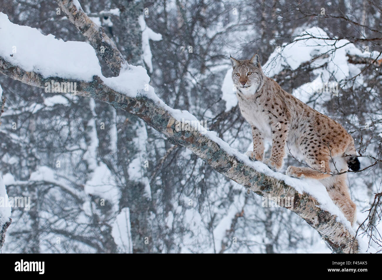 European lynx (Lynx lynx) climbing a tree, captive, Norway, February ...