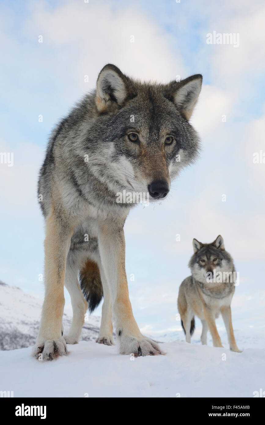 Wide angle close-up of two European grey wolves (Canis lupus), captive ...