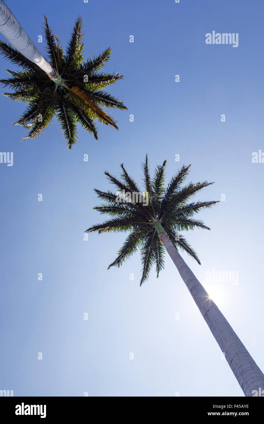 Upward view of Palm trees, Big Island of Hawai'i, Hawaii, USA Stock ...