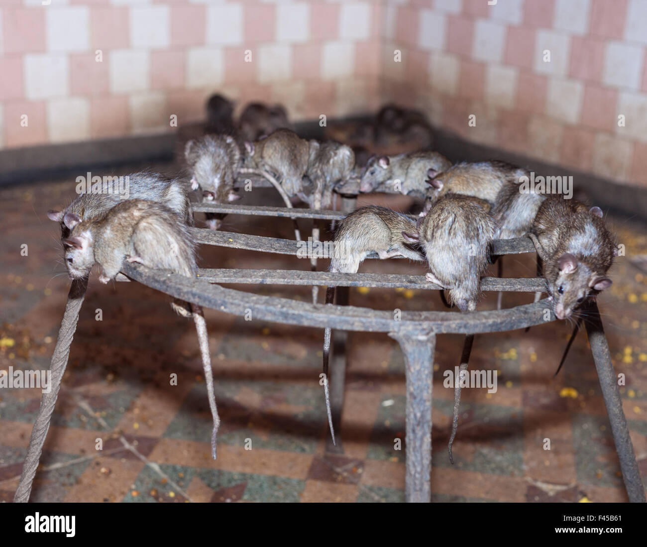 rat temple, BIkaner Stock Photo - Alamy