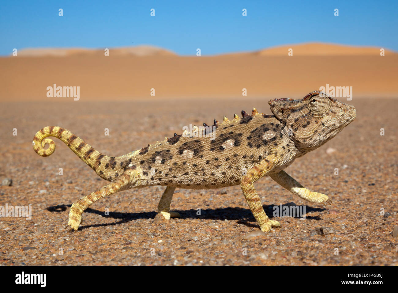 Namaqua chameleon (Chamaeleo namaquensis), Namib Desert, Namibia, April ...