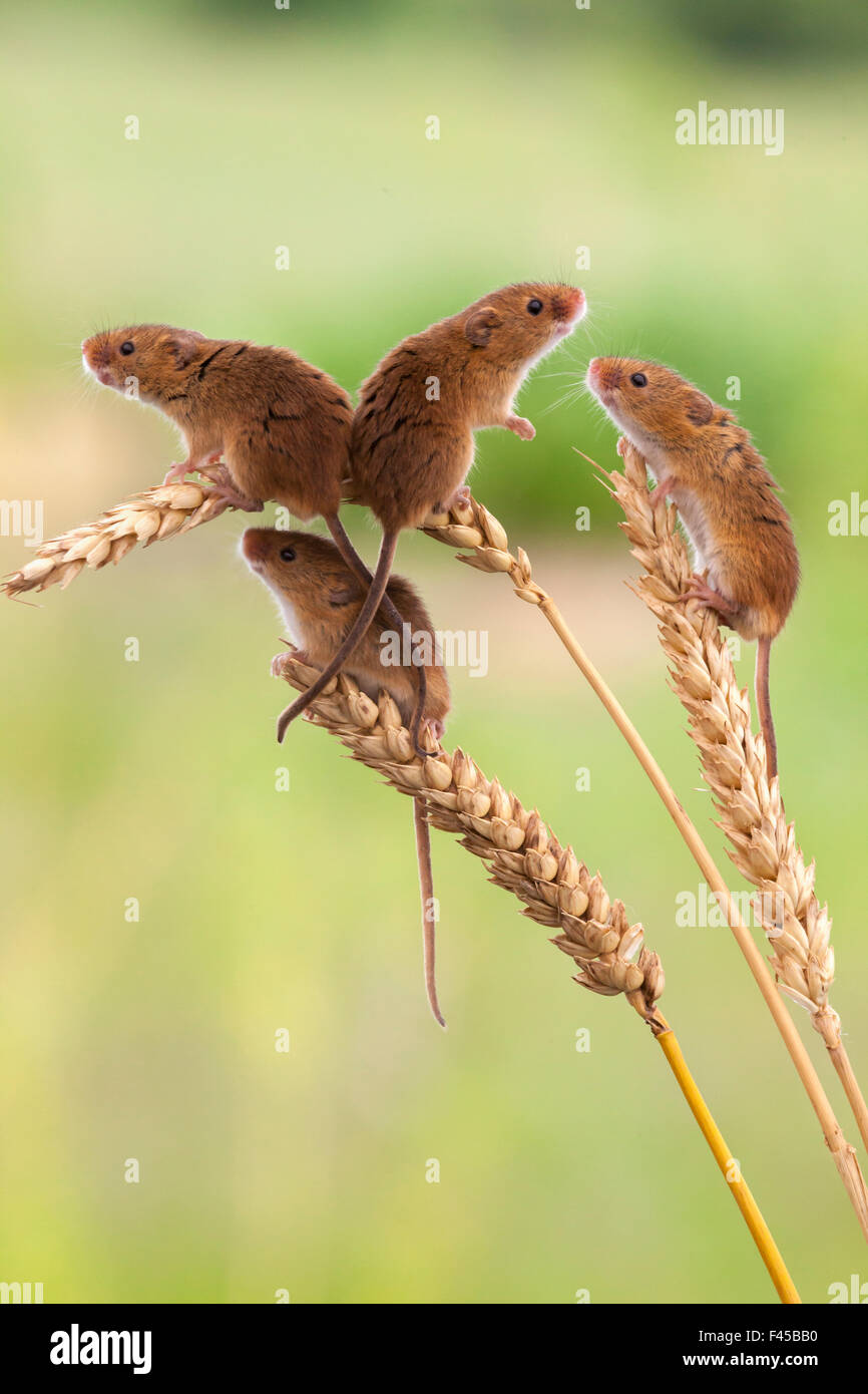 Harvest mice (Micromys minutus), captive, UK, June Stock Photo - Alamy