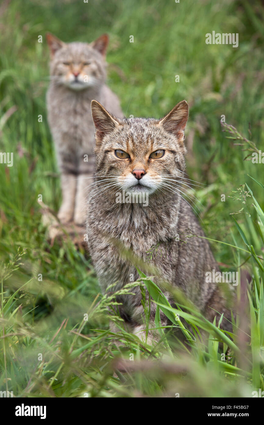 Scottish wildcats (Felis sylvestris), captive, UK, June Stock Photo - Alamy