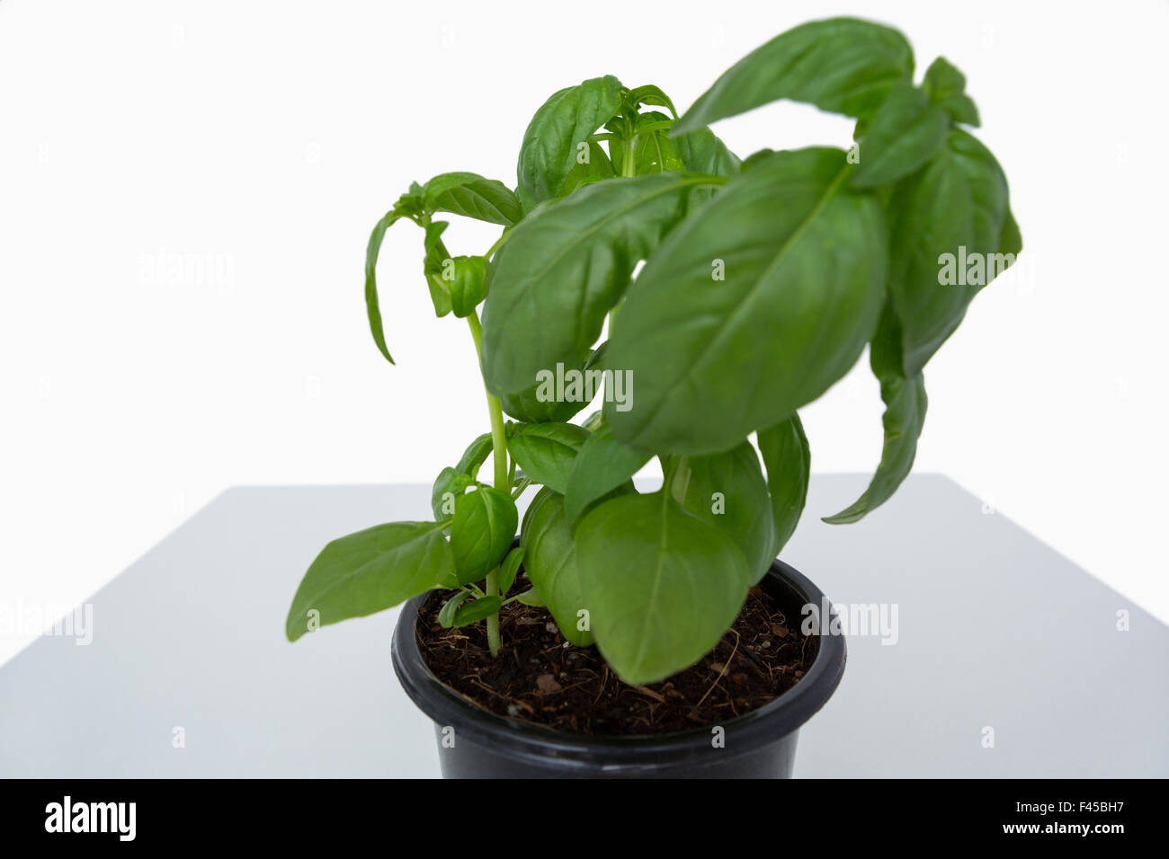 Pot of basil plant Stock Photo - Alamy