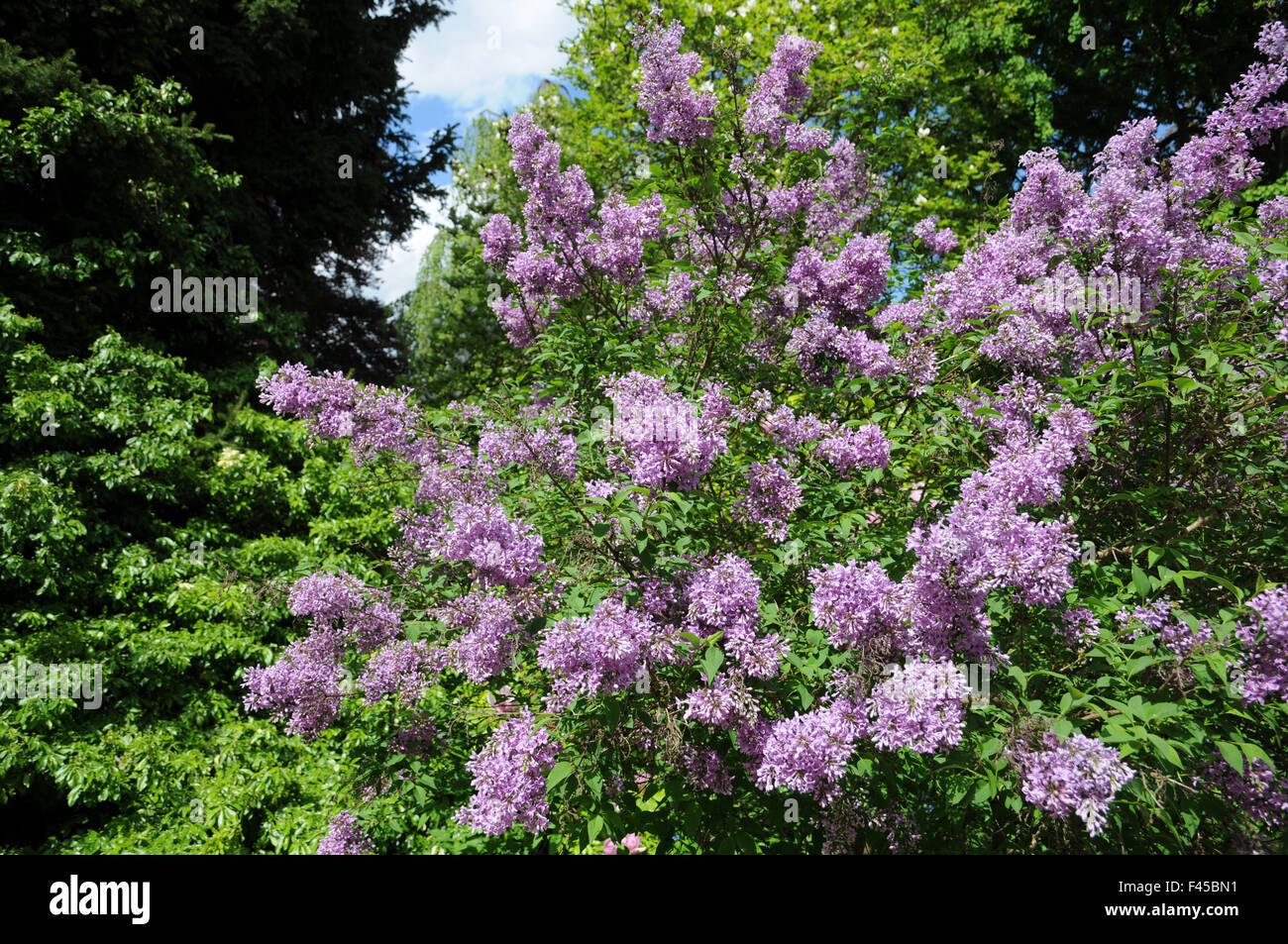 Chinese lilac syringa chinensis hi-res stock photography and images - Alamy