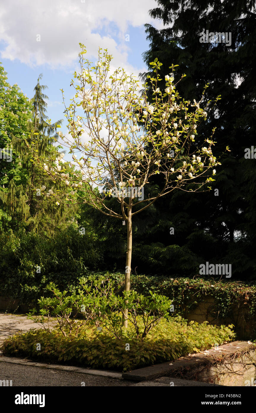 Yulan magnolia hi-res stock photography and images - Alamy