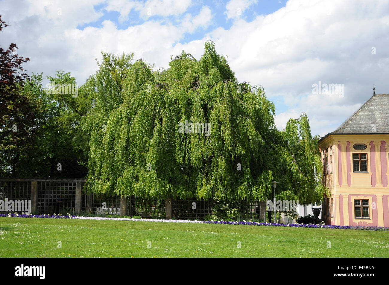 Weeping beech tree hi-res stock photography and images - Alamy