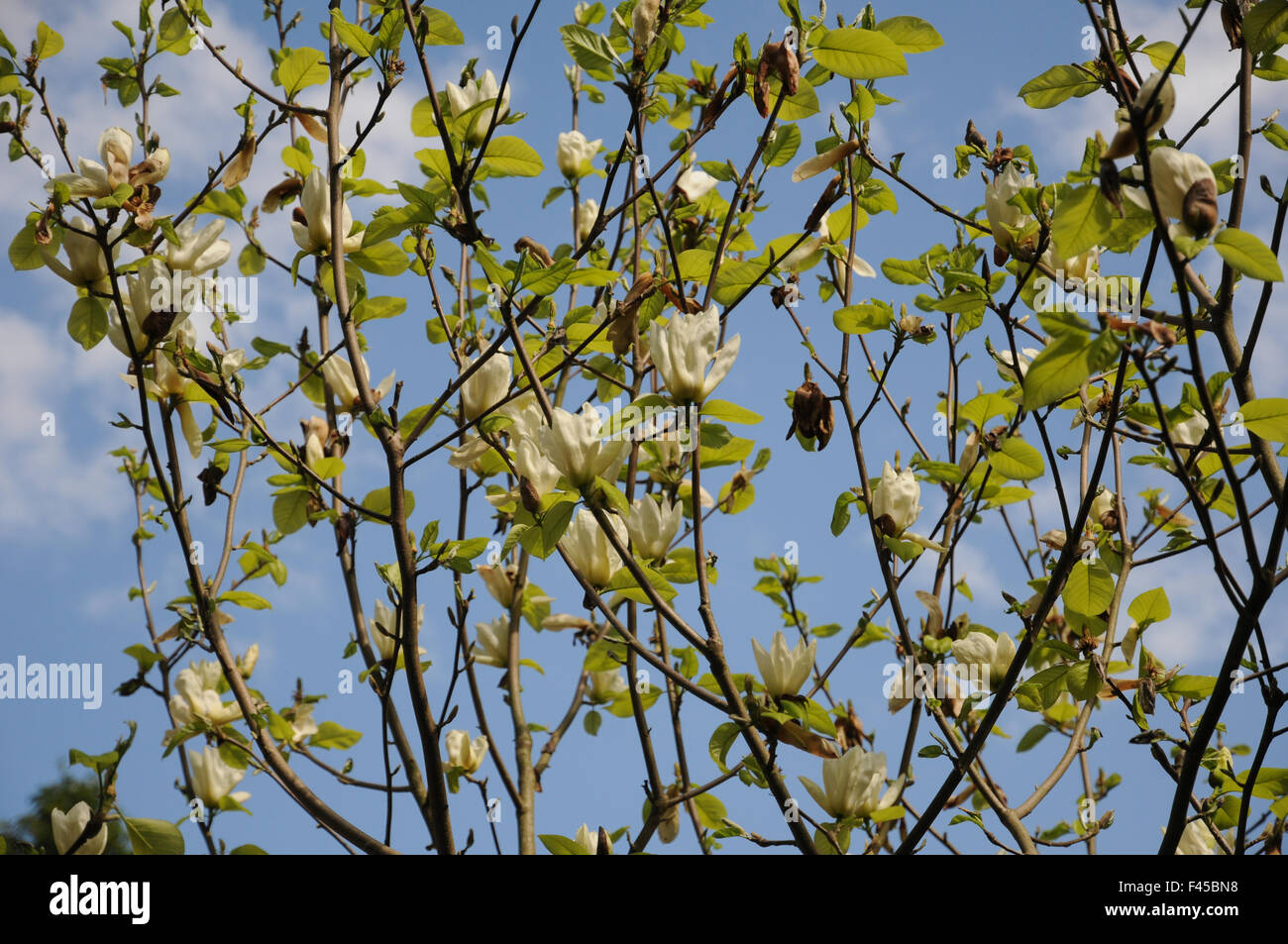 Yulan magnolia hi-res stock photography and images - Alamy
