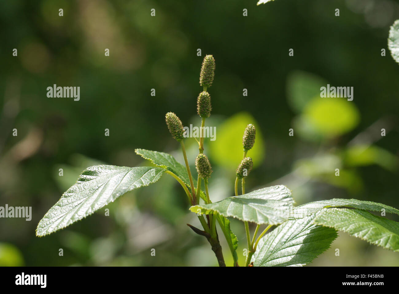 Alder trees sitka hi-res stock photography and images - Alamy