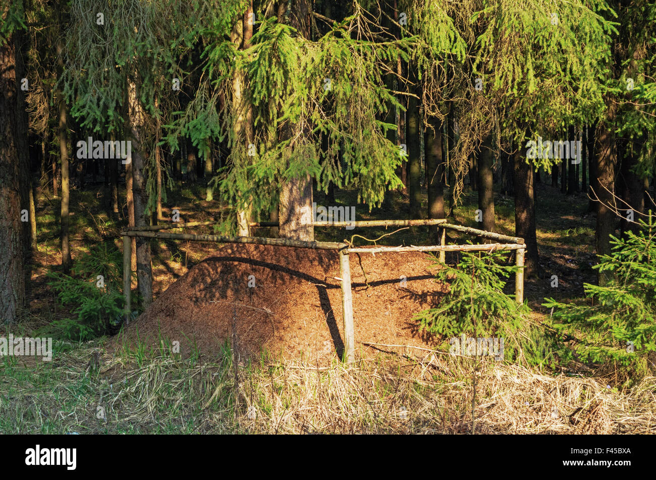 Spring fir-tree forest landscape. Ant hill under a fir-tree Stock Photo ...