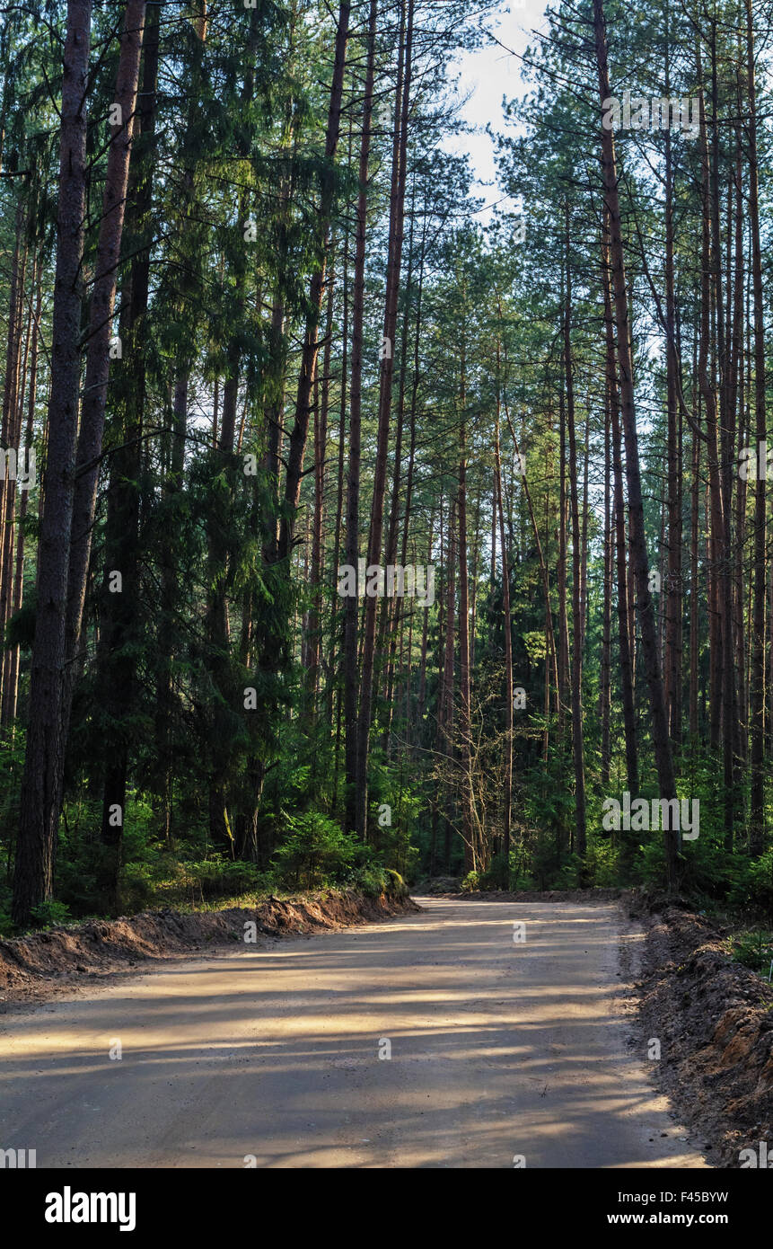 Pine forest road Stock Photo - Alamy