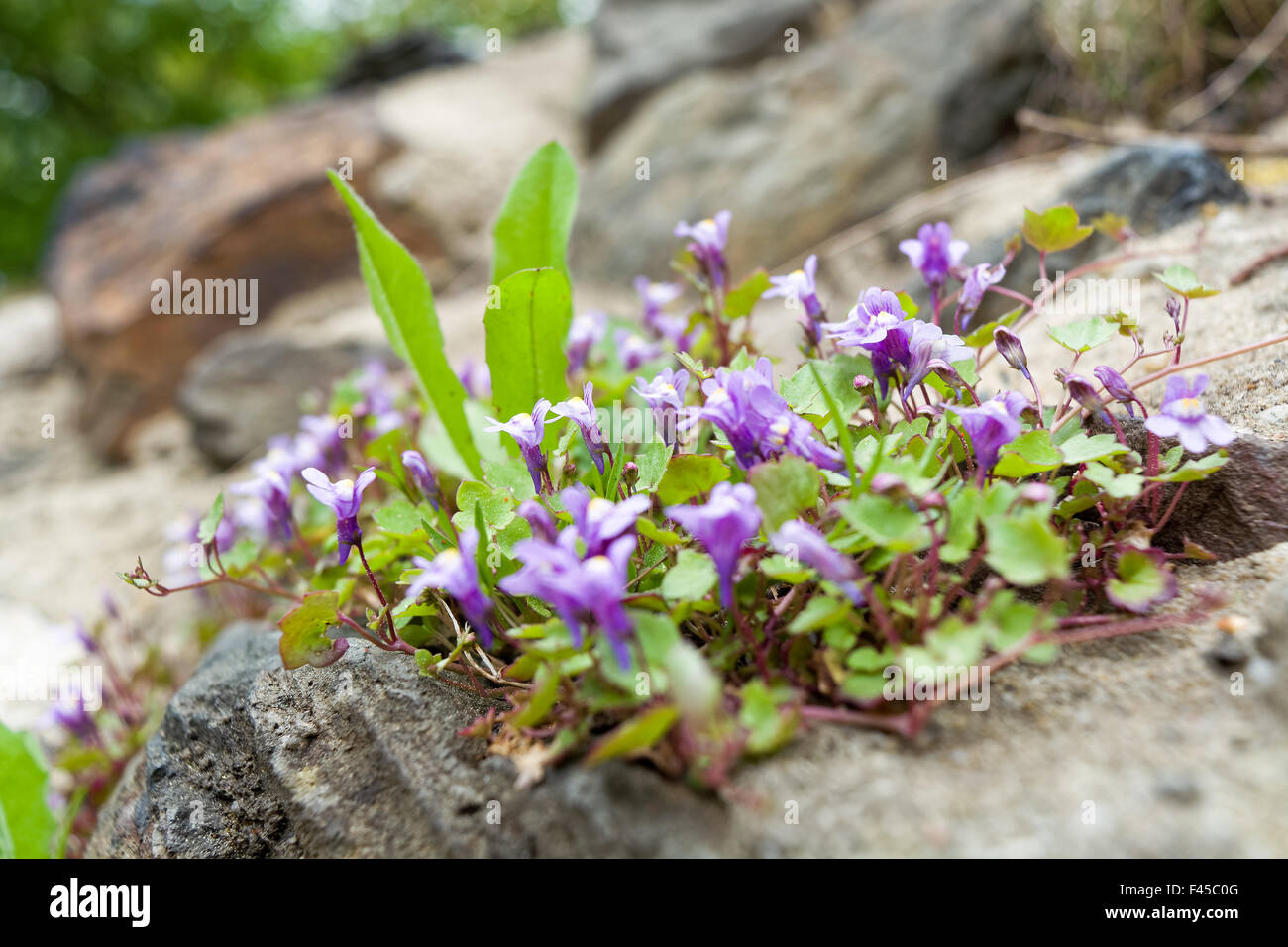 Stone plant hi-res stock photography and images - Alamy