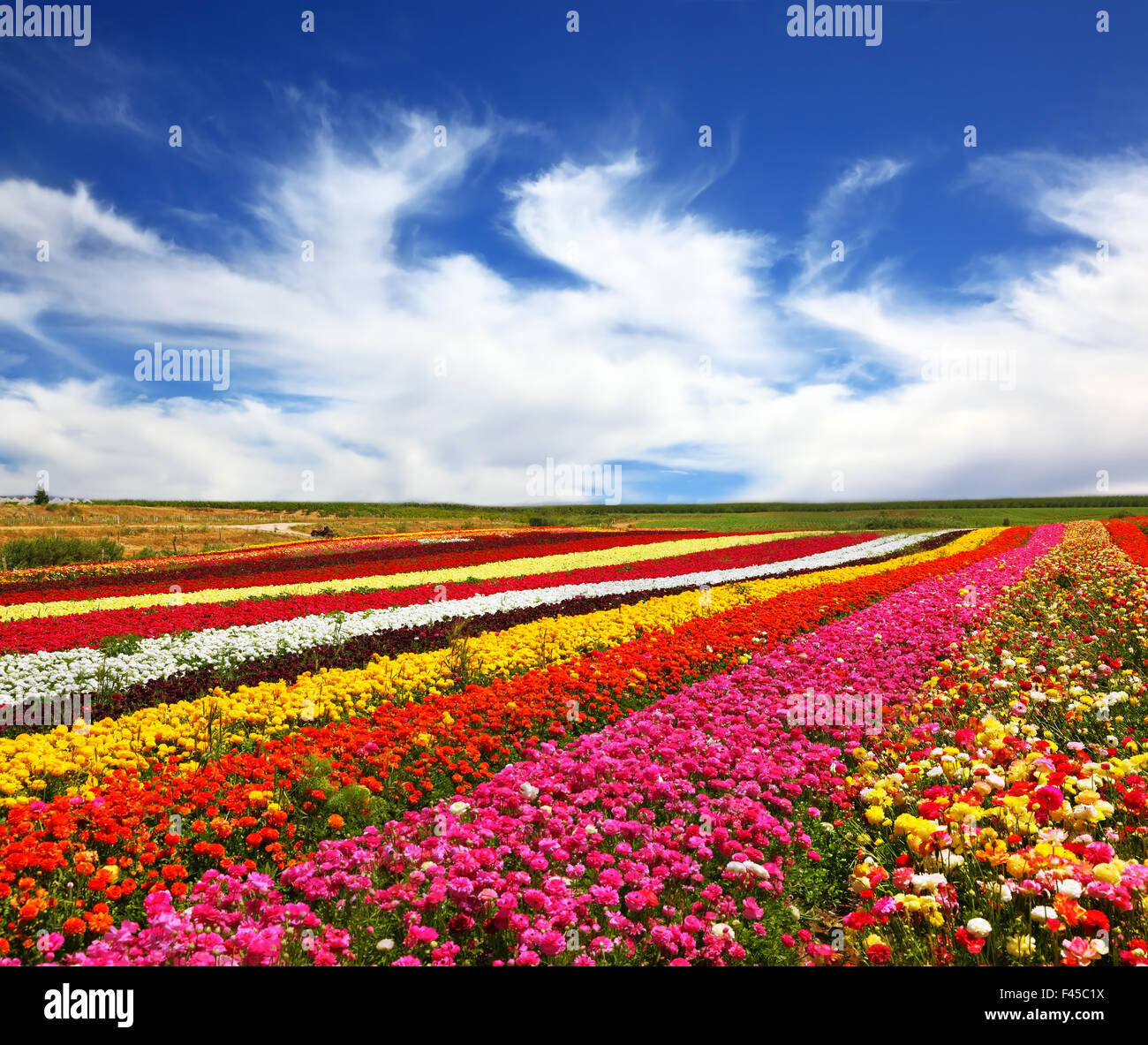 The beautiful multi-colored flower fields Stock Photo - Alamy