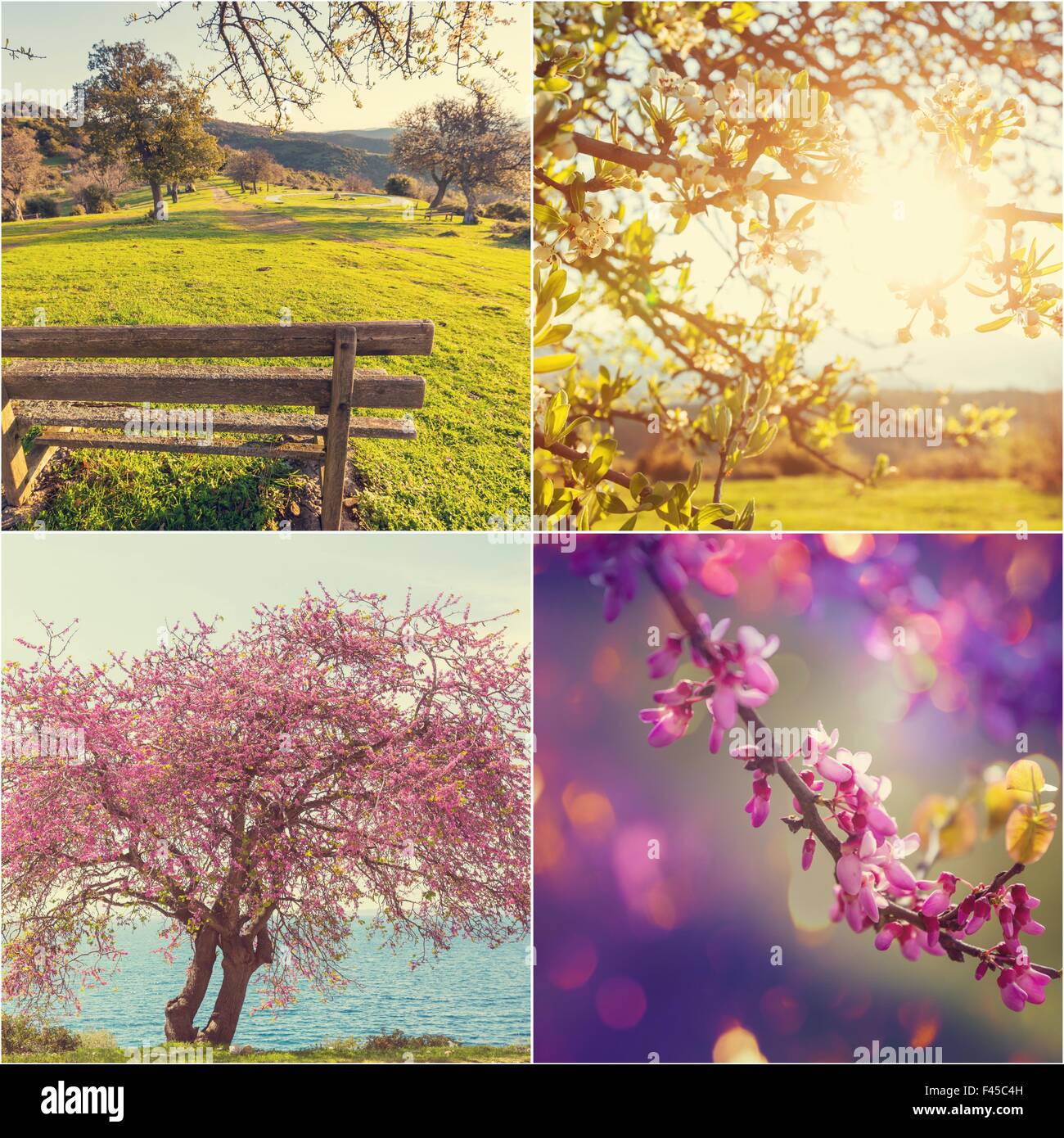 Tree frame collage element hi-res stock photography and images - Alamy