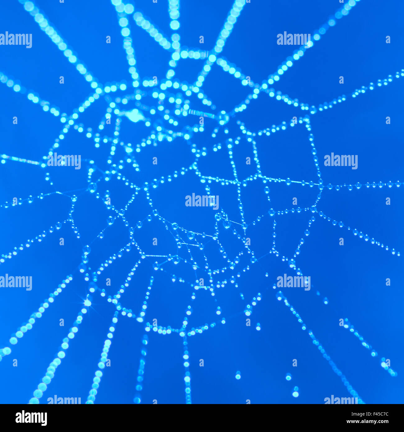 Crystal spider hi-res stock photography and images - Alamy