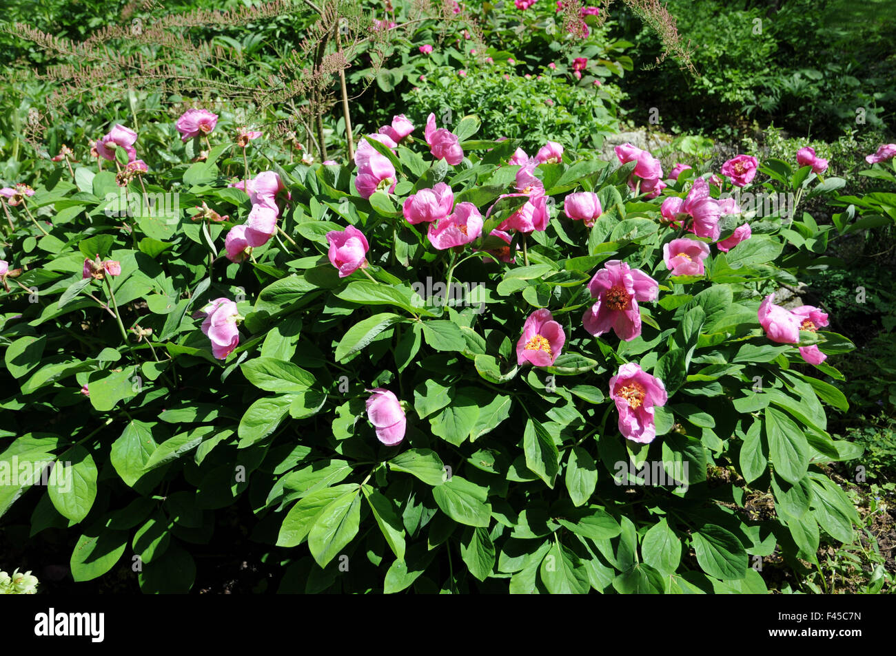 Balkan peony hi-res stock photography and images - Alamy