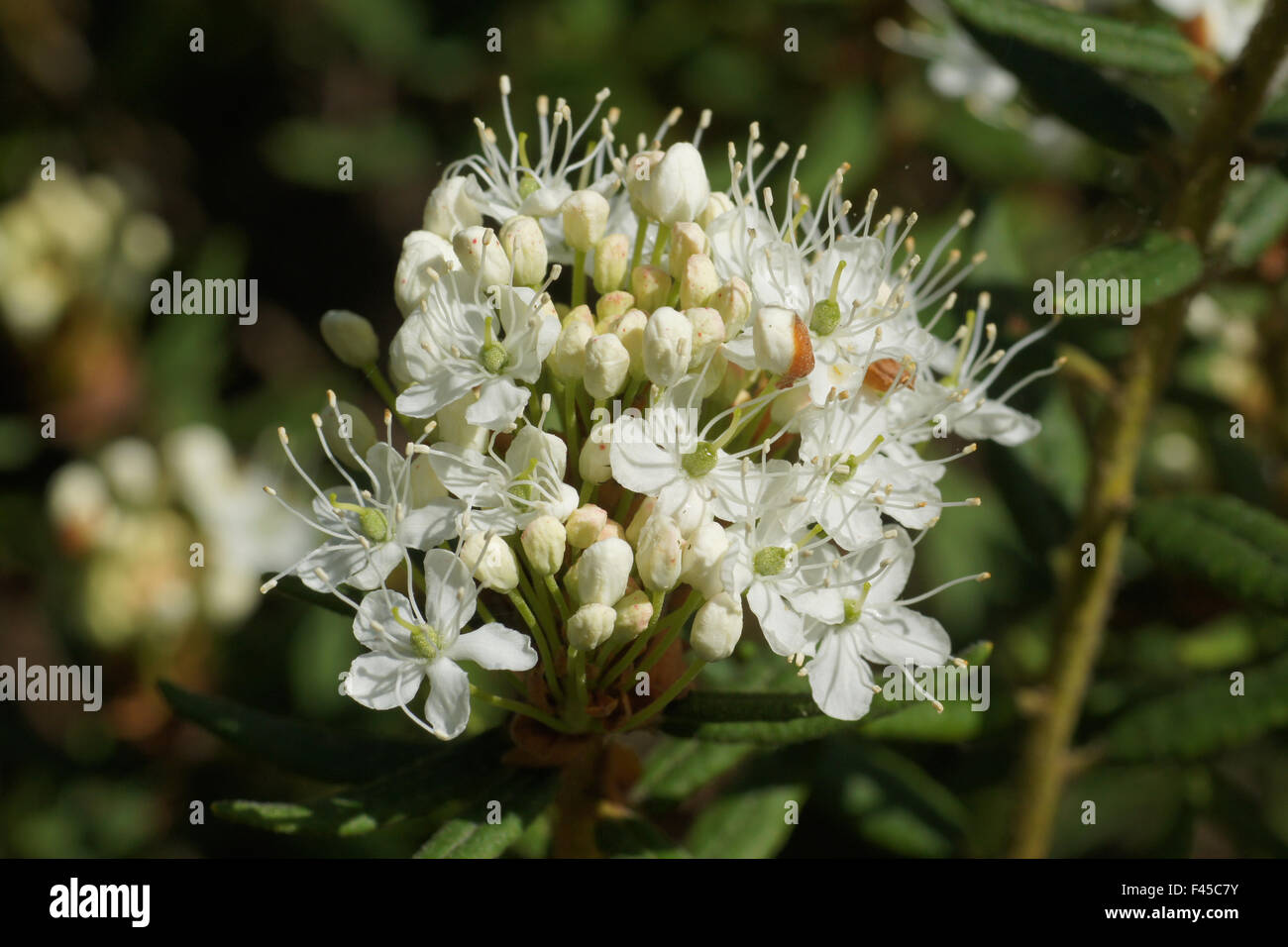 Marsh labrador tea Stock Photo - Alamy