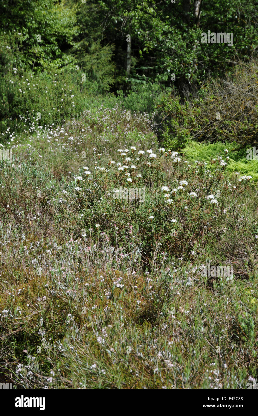 Marsh labrador tea Stock Photo - Alamy